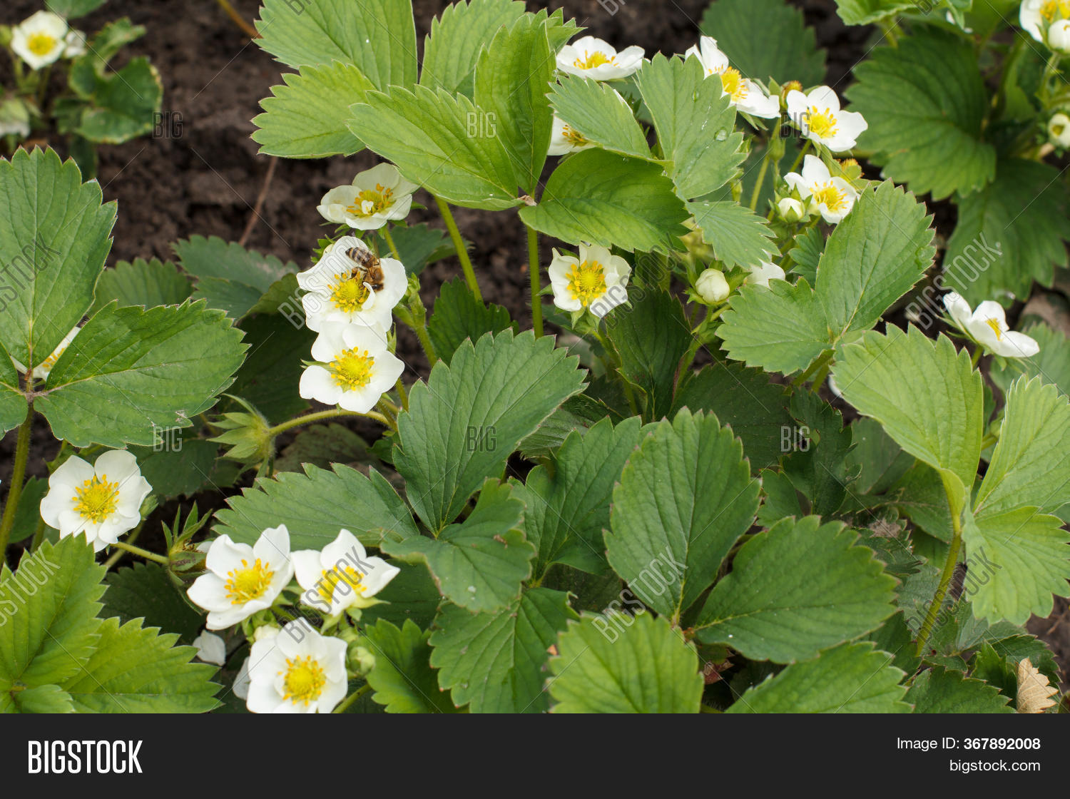 Flowering Strawberry Image & Photo (Free Trial) | Bigstock