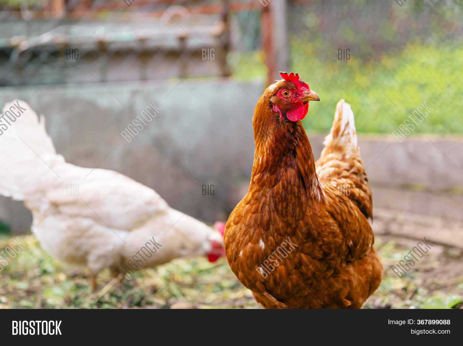 Chicken Standing On Image & Photo (Free Trial) | Bigstock