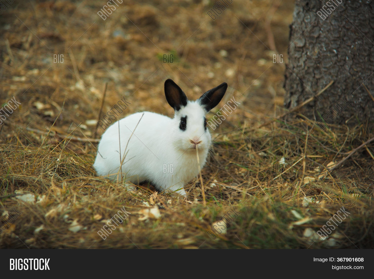 Little Rabbit Spots Image & Photo (Free Trial) | Bigstock