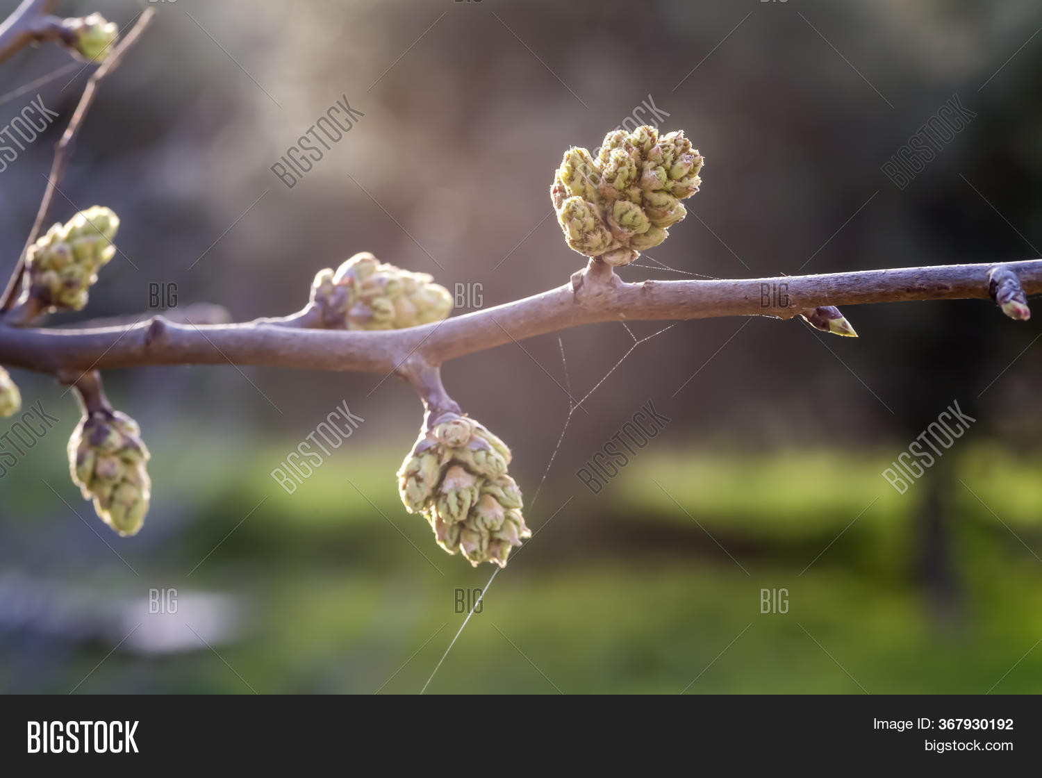 Tender, Open Buds Tree Image & Photo (Free Trial) | Bigstock