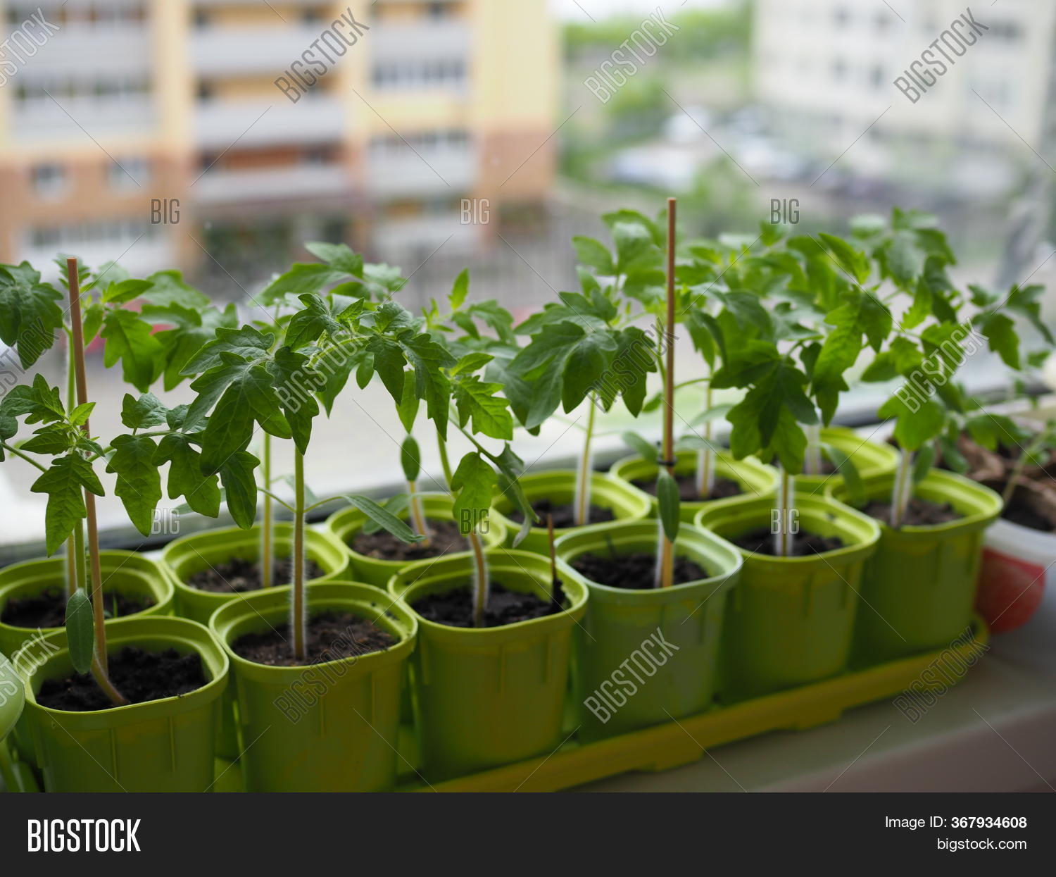 Small Sprouts Tomato Image & Photo (Free Trial) | Bigstock