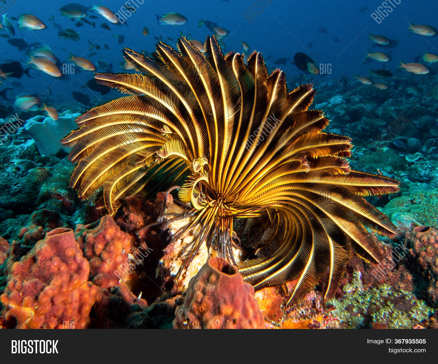 Feather Star, Taken Image & Photo (Free Trial) | Bigstock