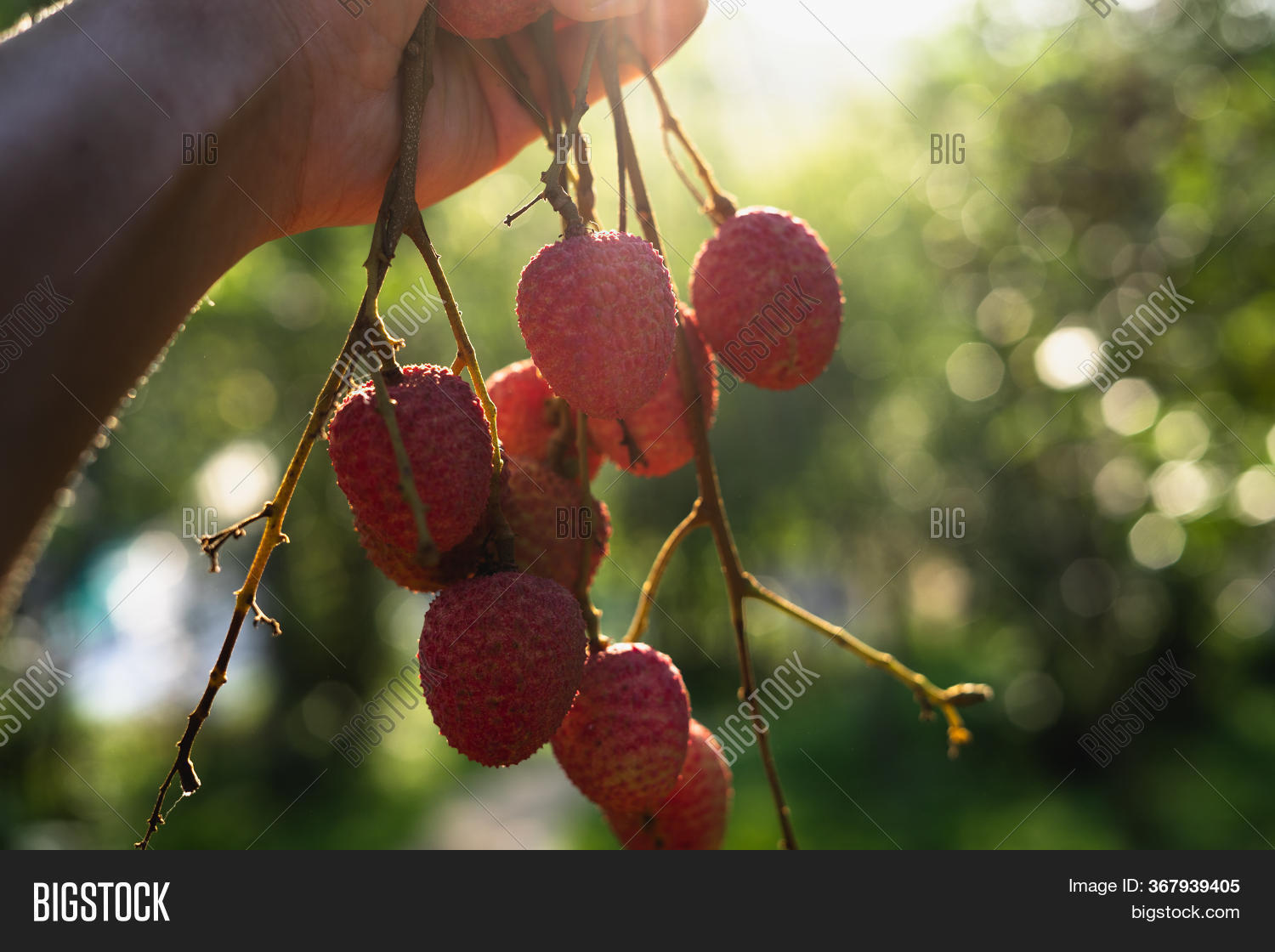 Red Lychee On Tree, Image & Photo (Free Trial) | Bigstock