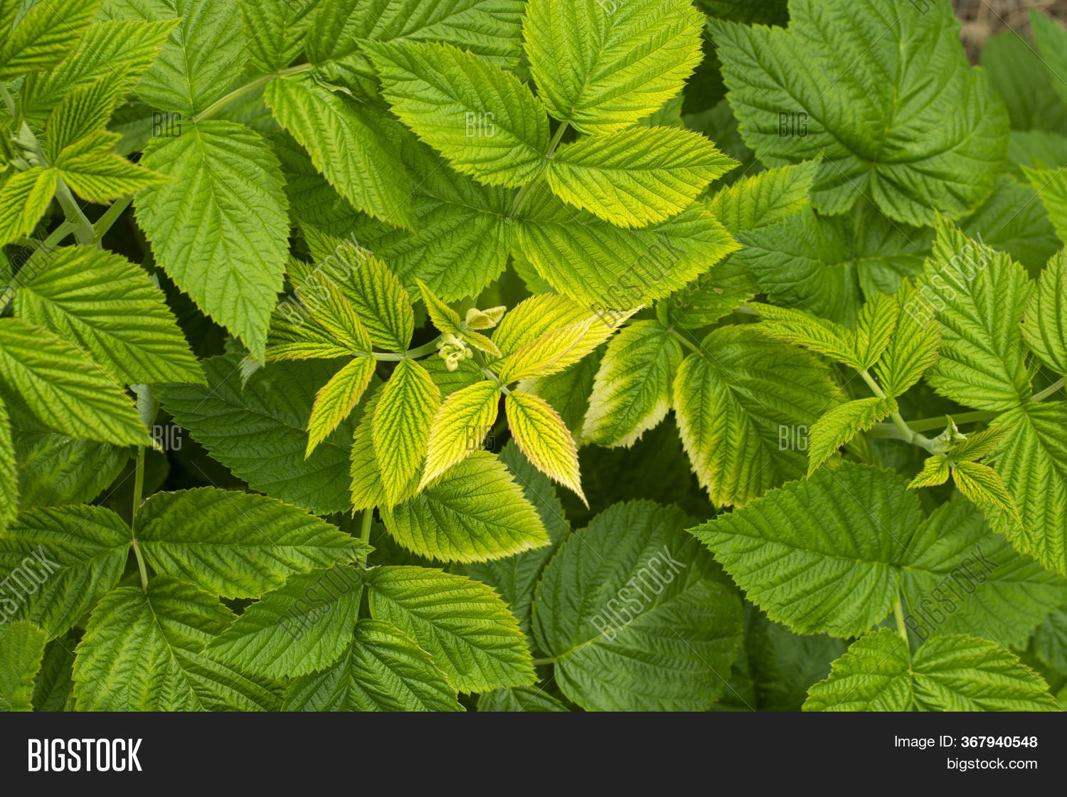 Young Raspberry Plants Image & Photo (Free Trial) | Bigstock