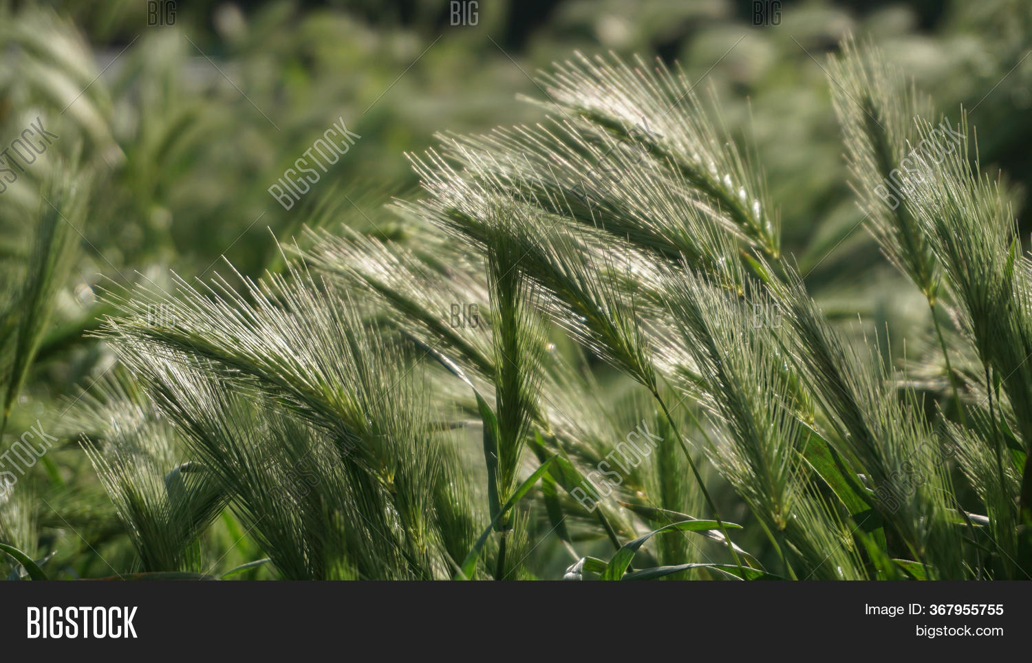 Green Lush Field Image & Photo (Free Trial) | Bigstock