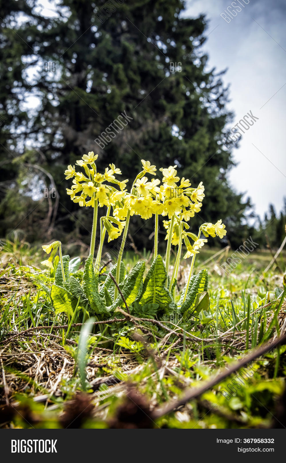 Flowering Primula Image & Photo (Free Trial) | Bigstock