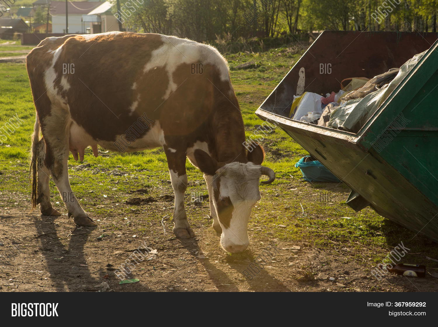 Cows Eat Plastic Image & Photo (Free Trial) | Bigstock
