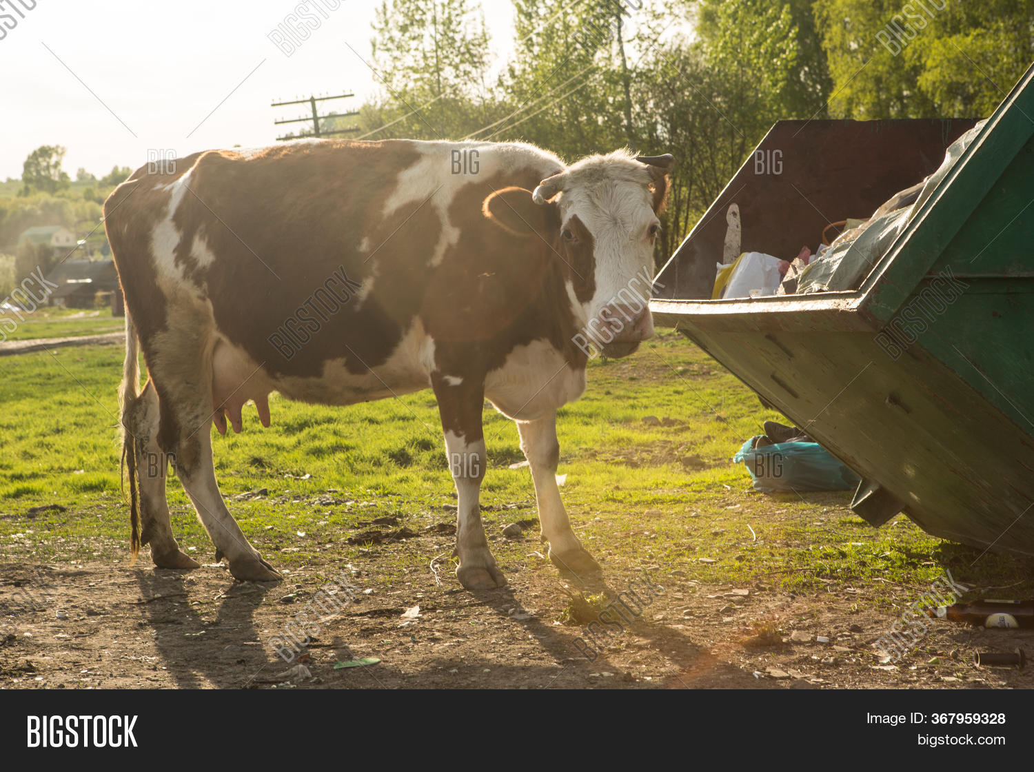 Cows Eat Plastic Image & Photo (Free Trial) | Bigstock
