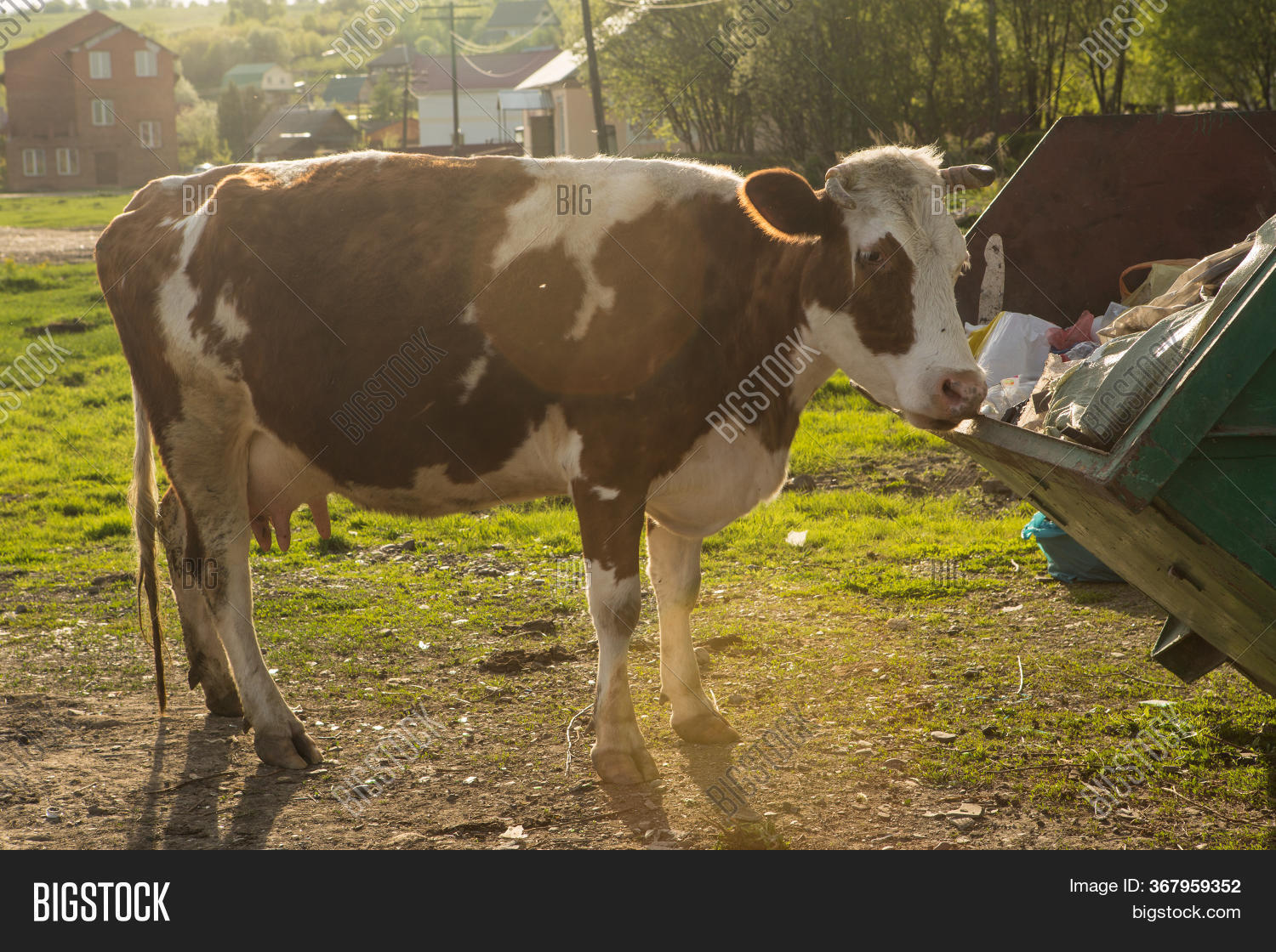Cows Eat Plastic Image & Photo (Free Trial) | Bigstock