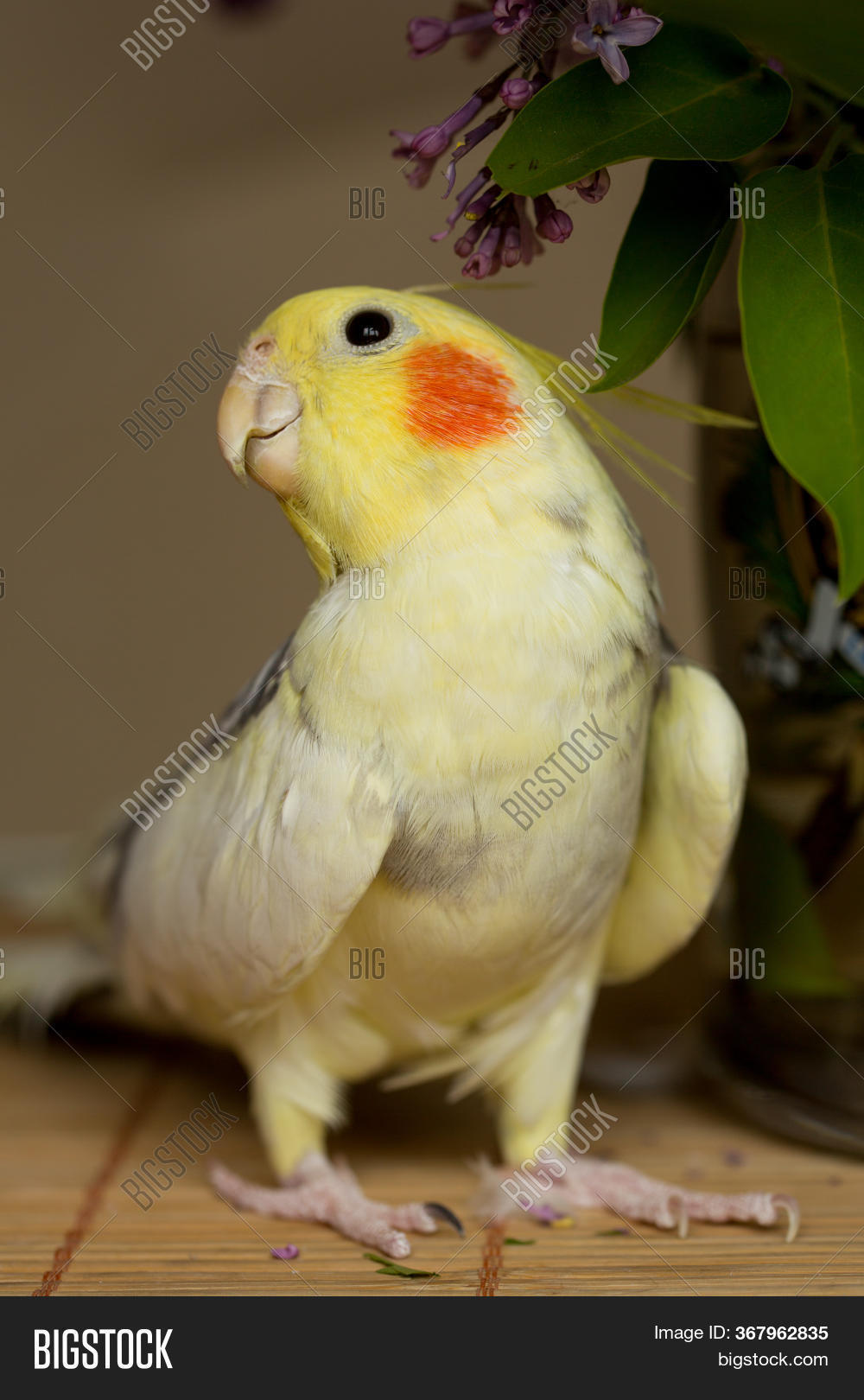 Corella Parrot Red Image & Photo (Free Trial) | Bigstock