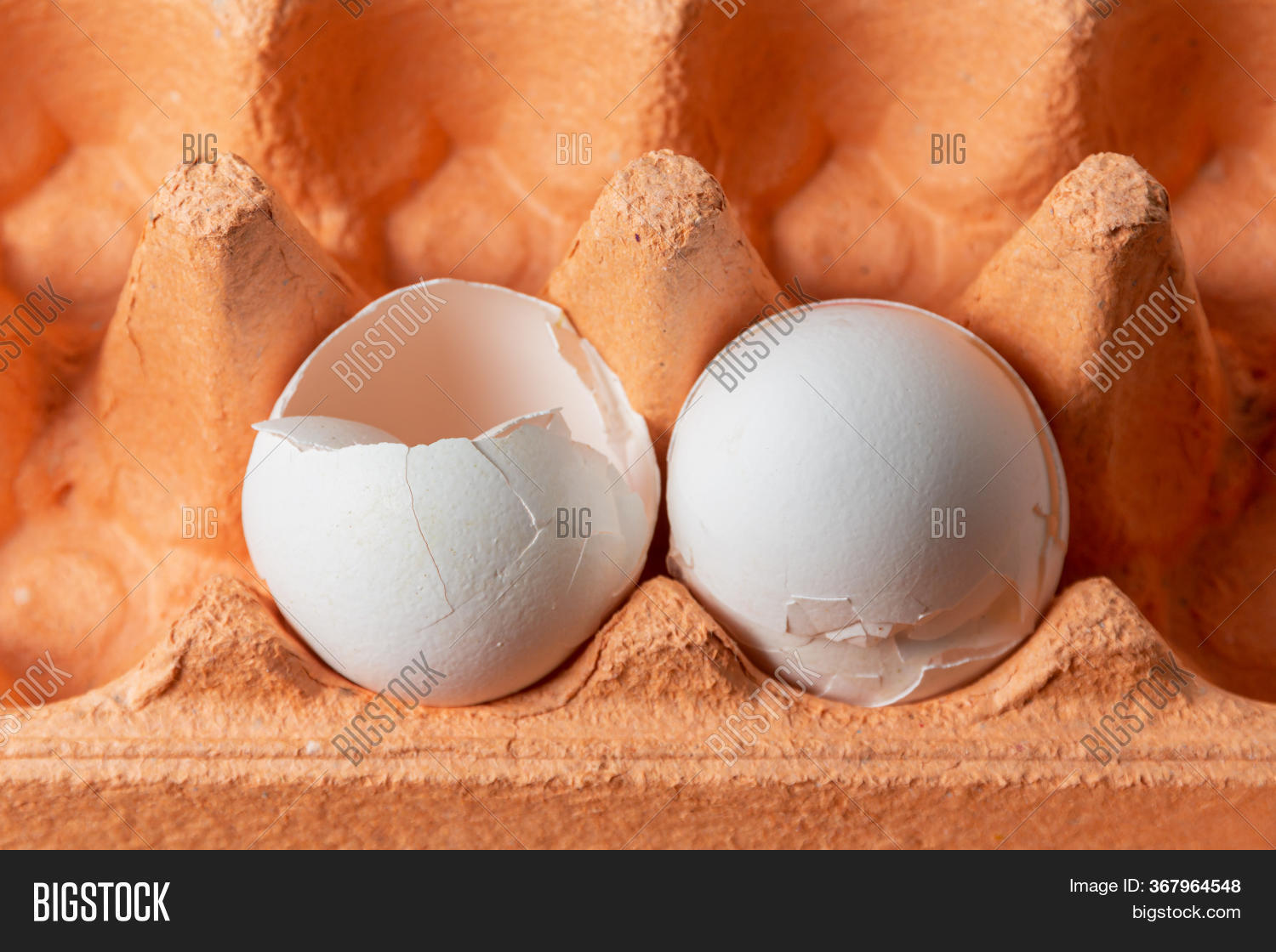 Eggshell Cardboard Image & Photo (Free Trial) | Bigstock