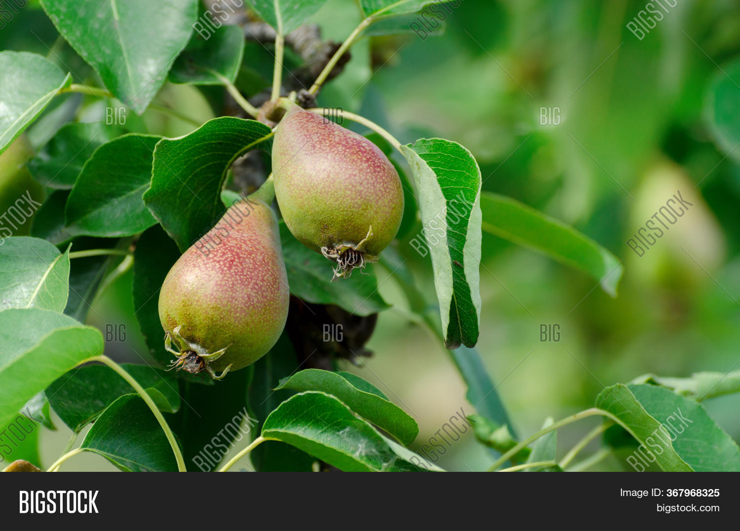 Two Green Pears Grow Image & Photo (Free Trial) | Bigstock