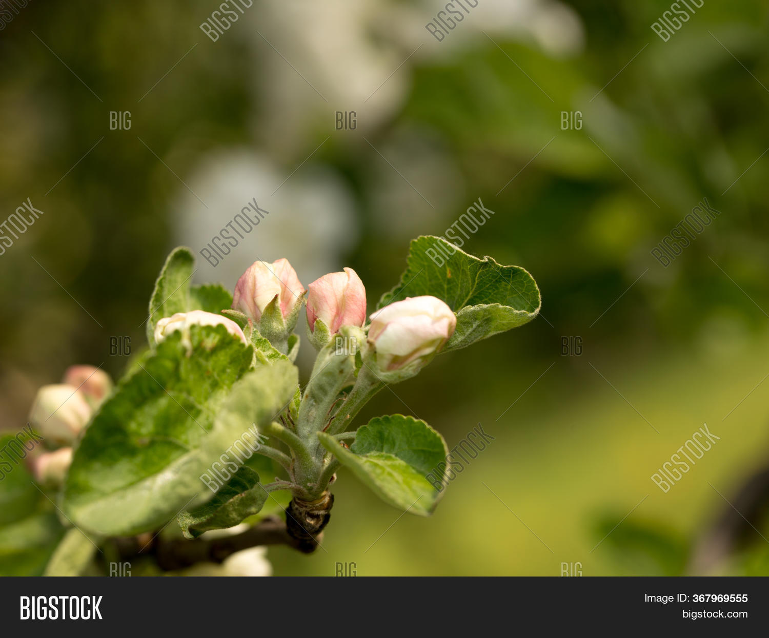 Apple Trees Spring, Image & Photo (Free Trial) | Bigstock