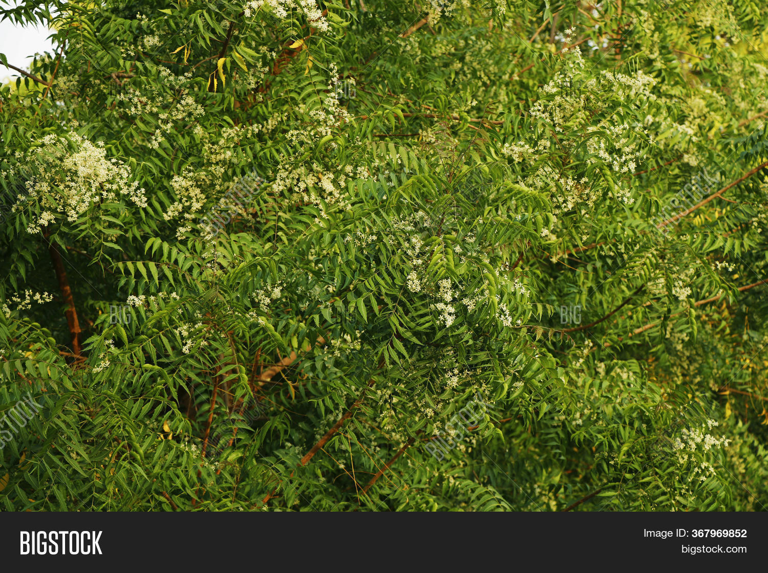 Azadirachta Indica, Image & Photo (Free Trial) | Bigstock
