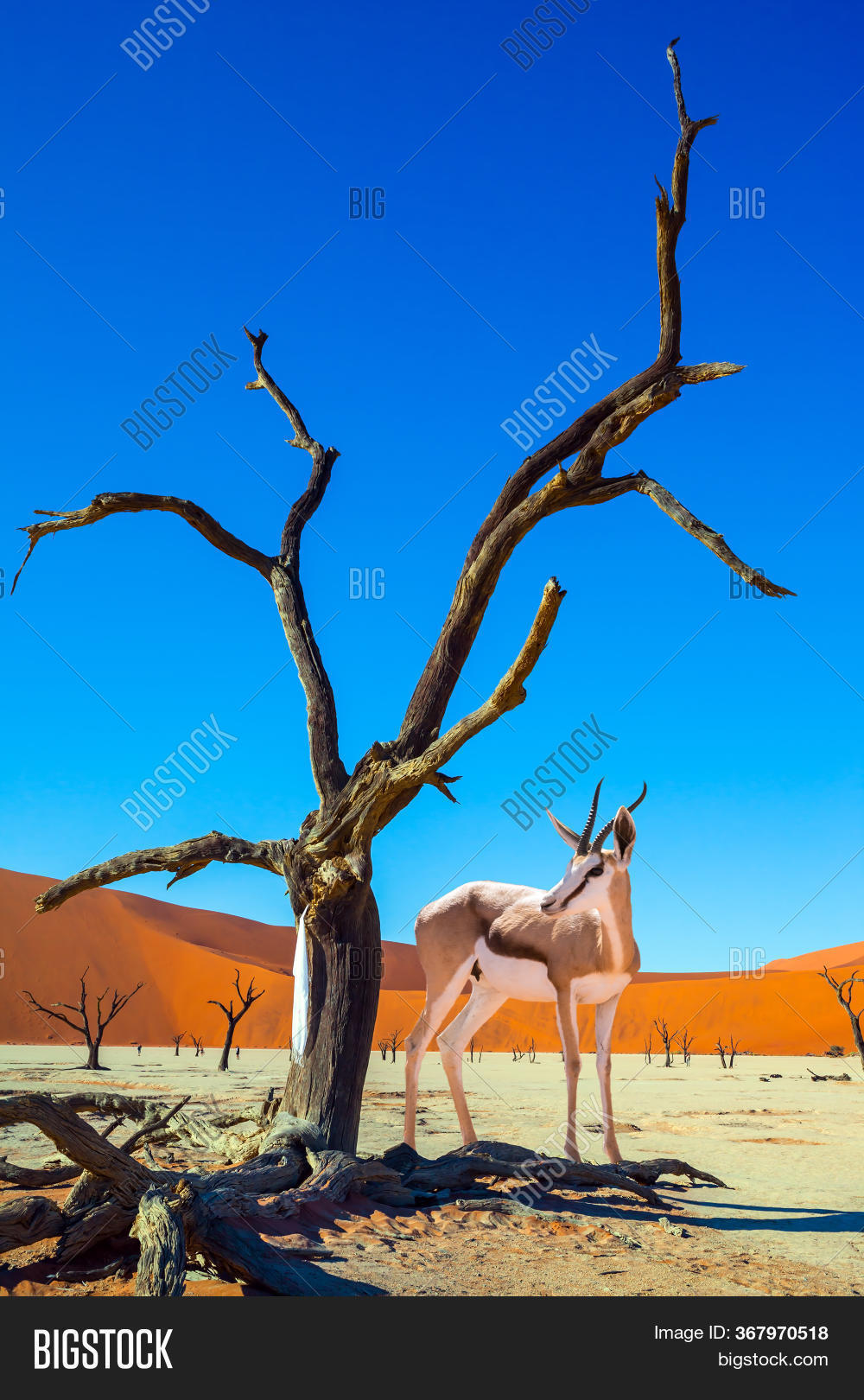 Grand Trip Namibia, Image & Photo (Free Trial) | Bigstock