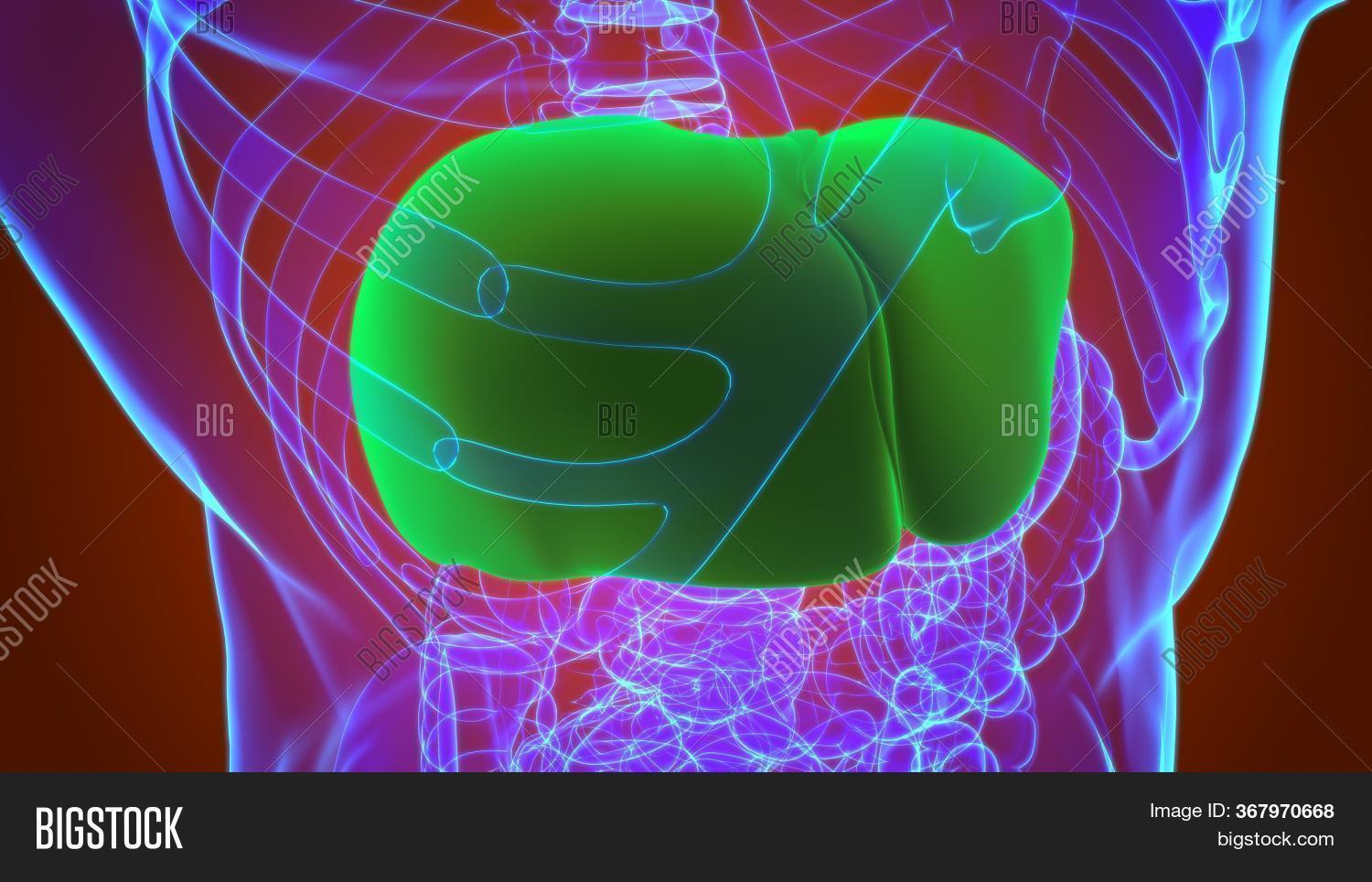 Liver 3d Illustration Image & Photo (Free Trial) | Bigstock