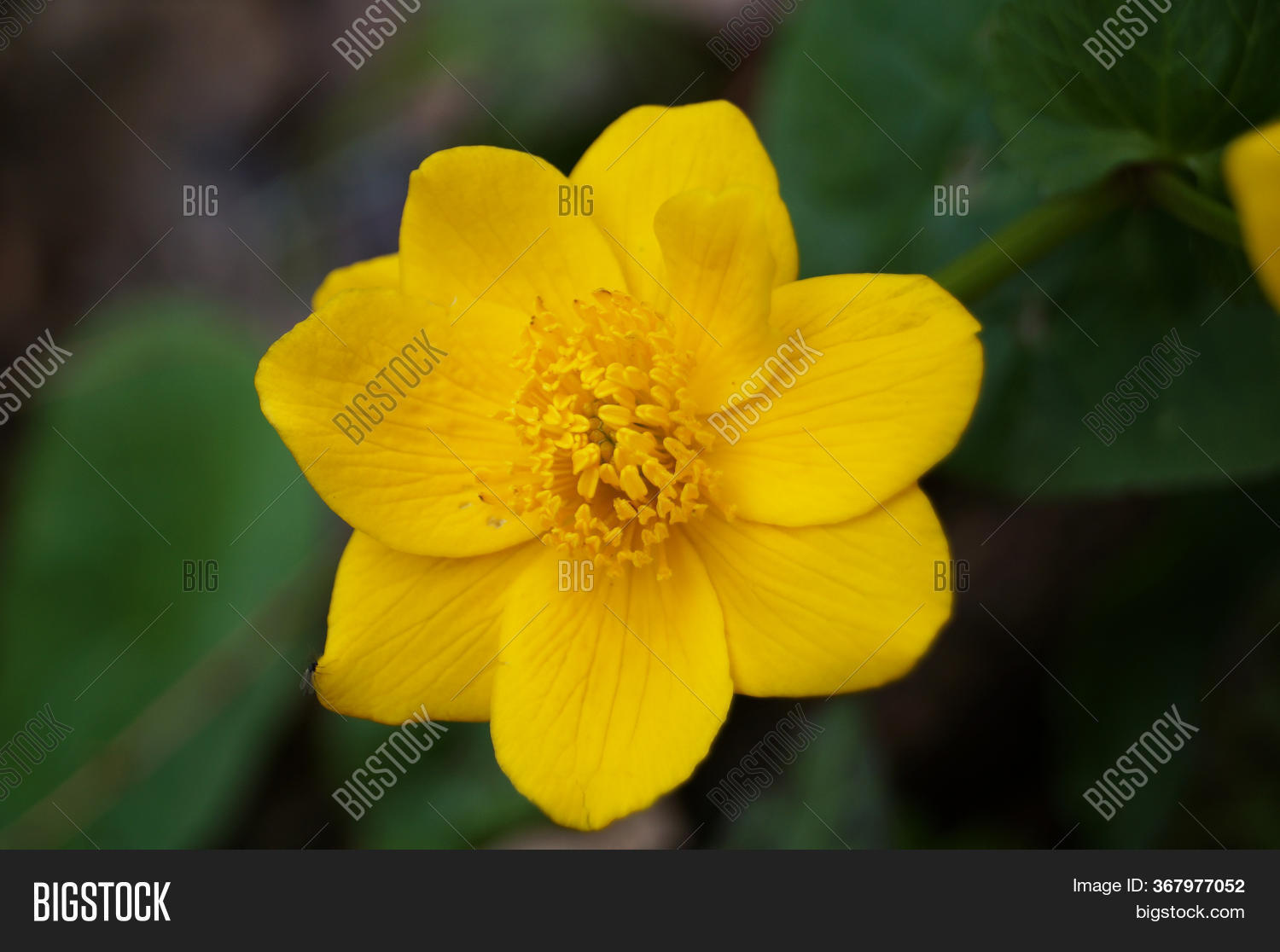 Yellow Forest Flowers Image & Photo (Free Trial) | Bigstock