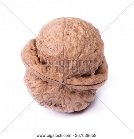 One Big Walnut Image & Photo (Free Trial) | Bigstock