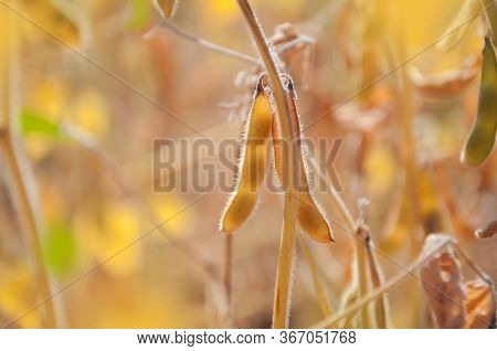 Ripe Soybeans On Soy Plants In The Sun. Agricultural Soybean Plant ...