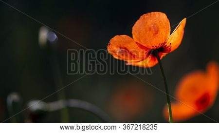 Small Poppy Closeup. Image & Photo (Free Trial) | Bigstock