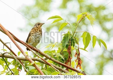 Fieldfare Juvenile Image & Photo (Free Trial) | Bigstock