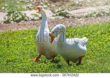 Two White Big Geese Image & Photo (Free Trial) | Bigstock