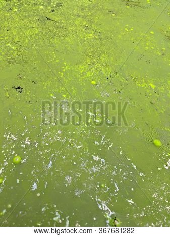 Dirty Swamp Water Image & Photo (Free Trial) | Bigstock