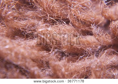 Wool Under Microscope Image & Photo (Free Trial) | Bigstock