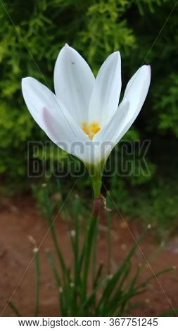 White Single Flower Image & Photo (Free Trial) | Bigstock