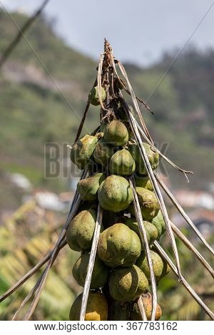 Papaya Images, Illustrations & Vectors (Free) - Bigstock