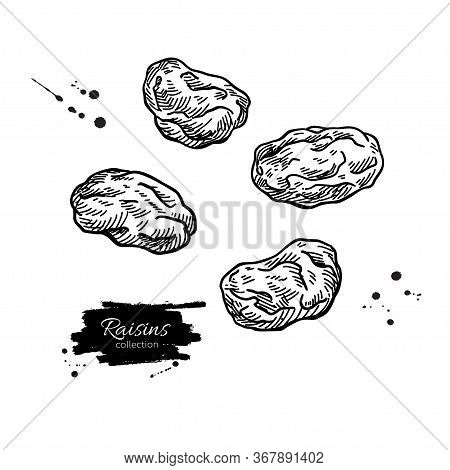 Raisins Vector Vector & Photo (Free Trial) | Bigstock