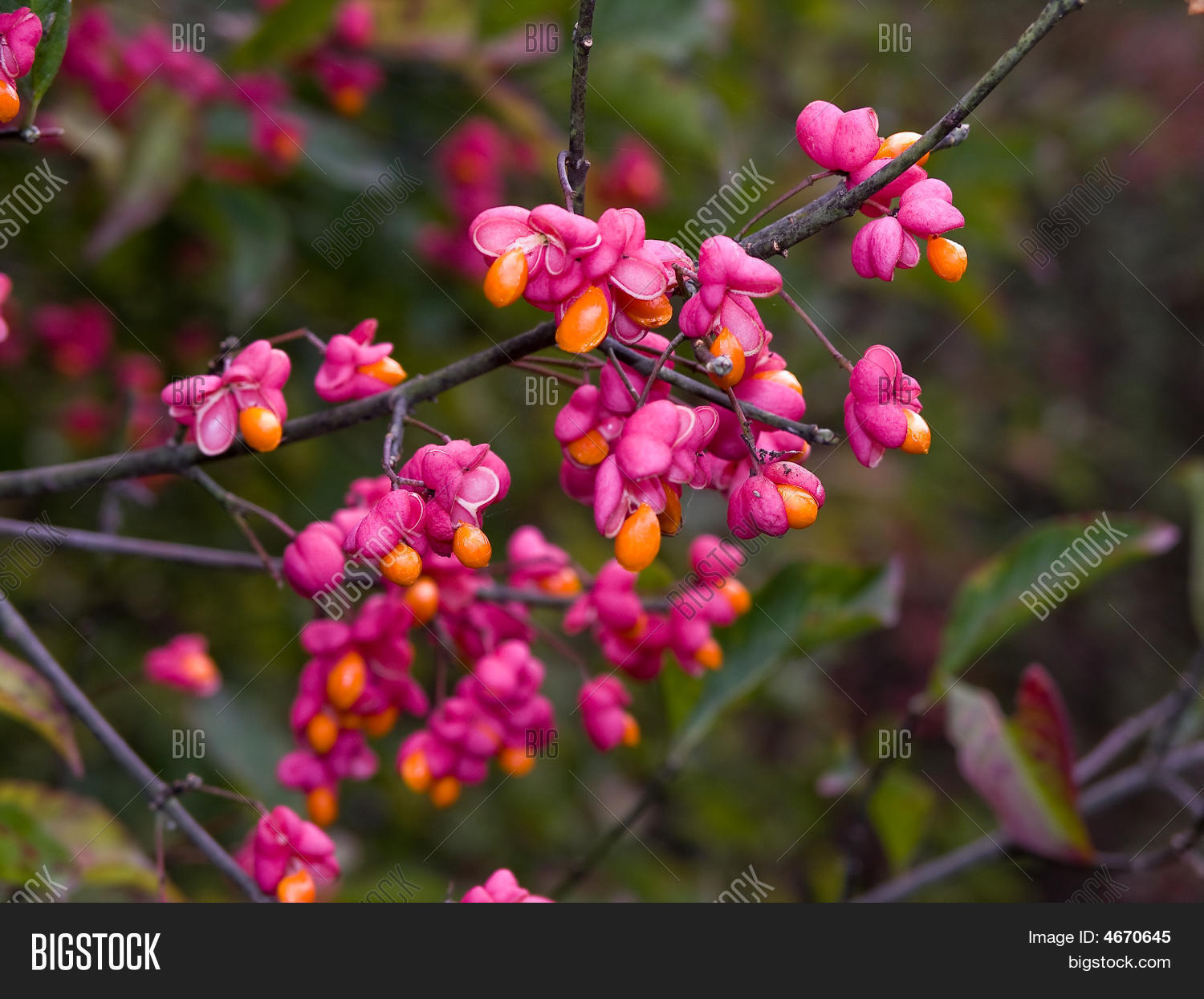 Spindle Tree - Image & Photo (Free Trial) | Bigstock