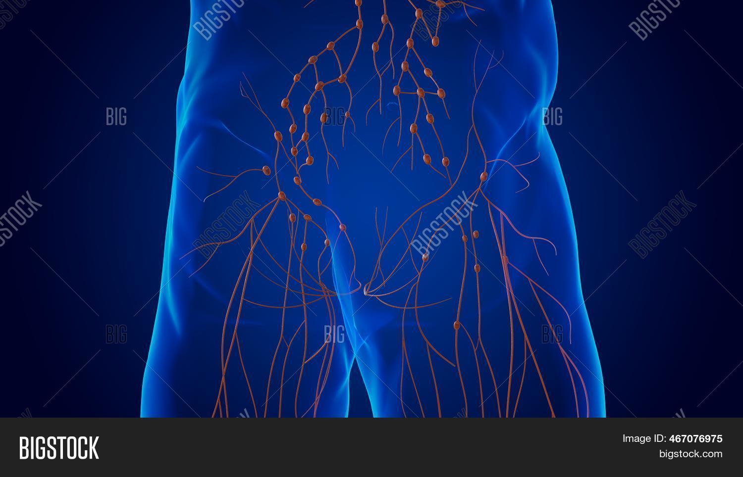 Human Damage Lymph Image & Photo (Free Trial) | Bigstock