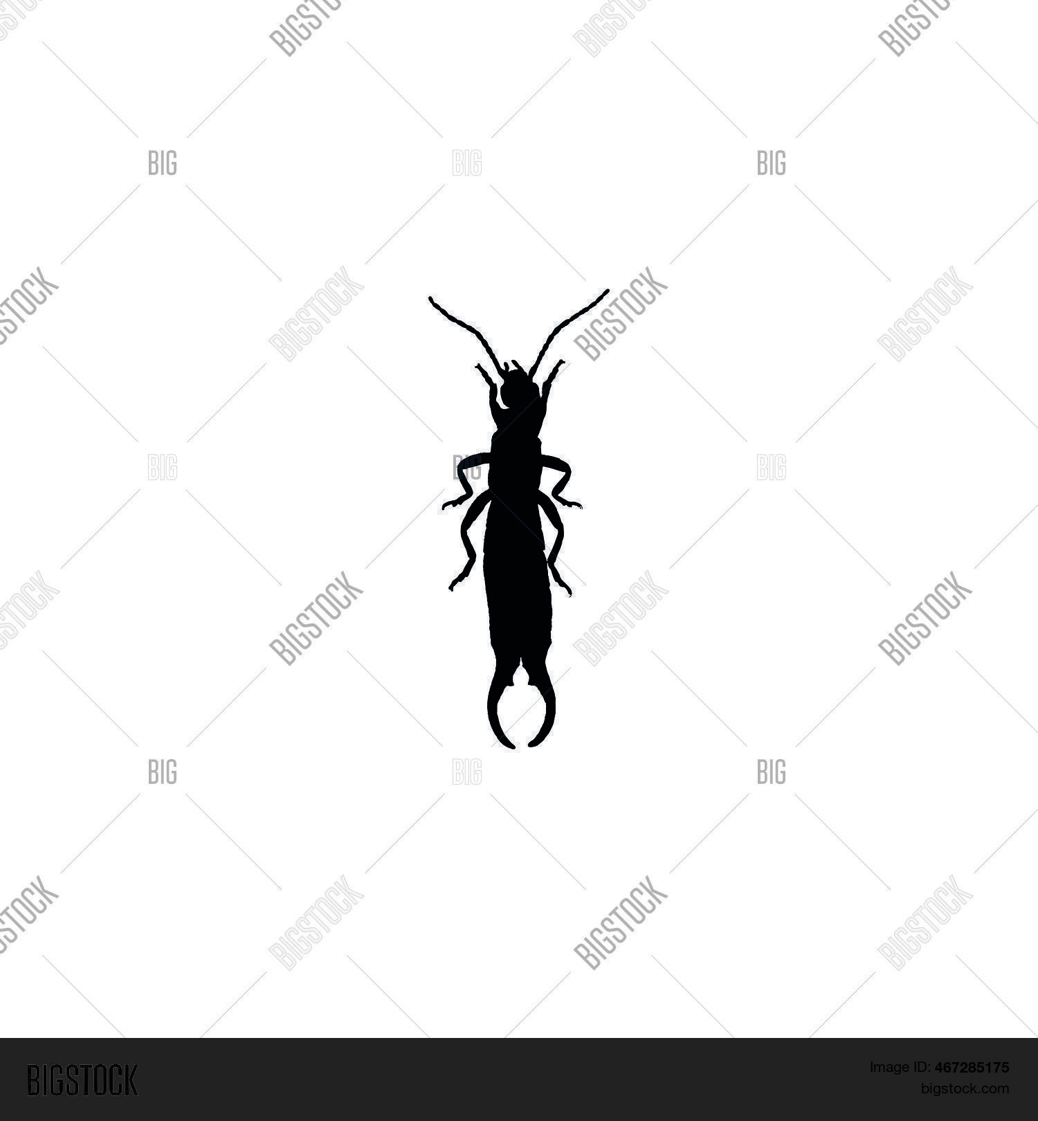 Earwig Icon. Simple Vector & Photo (Free Trial) | Bigstock