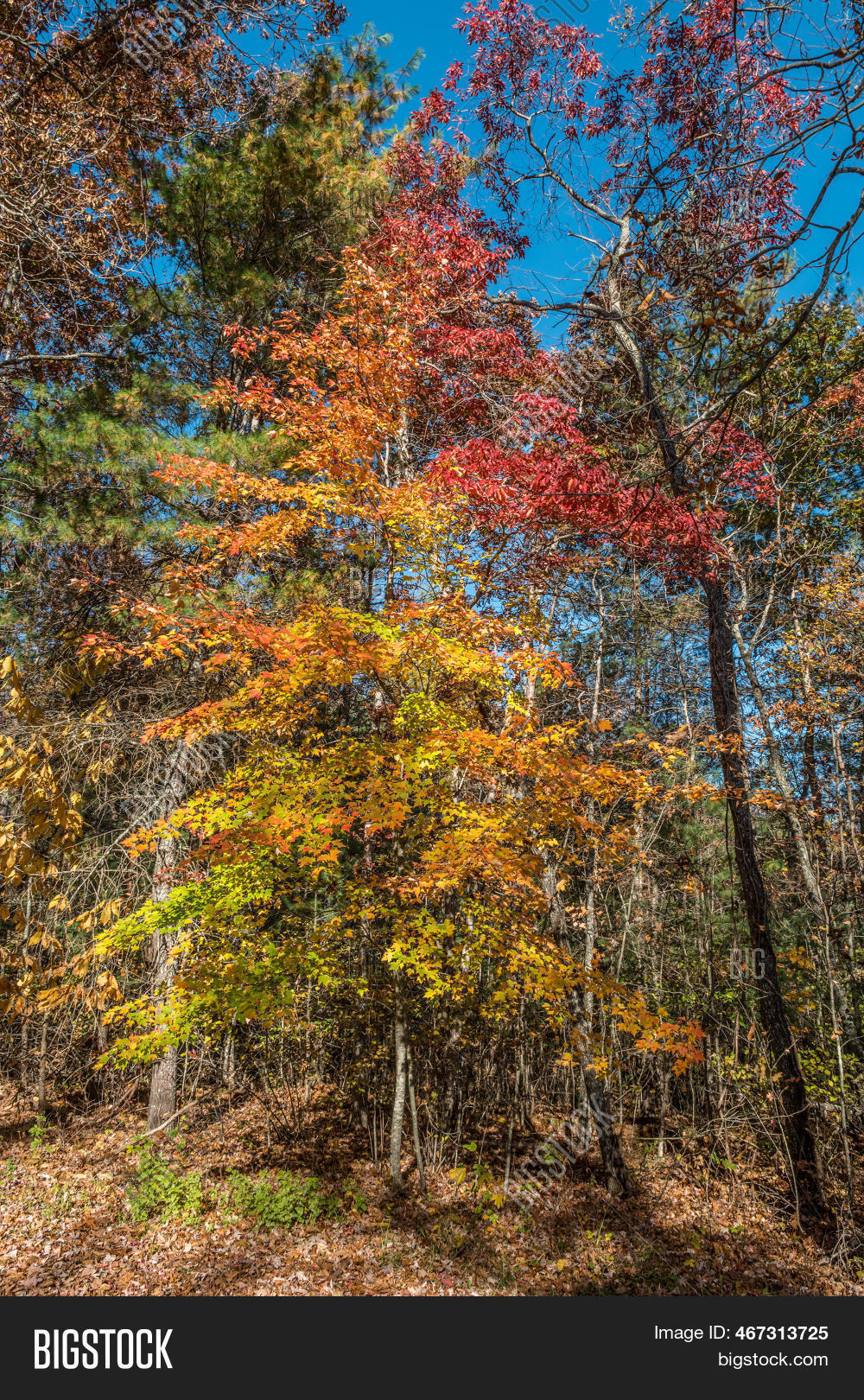 Maple Tree Changing Image & Photo (Free Trial) | Bigstock