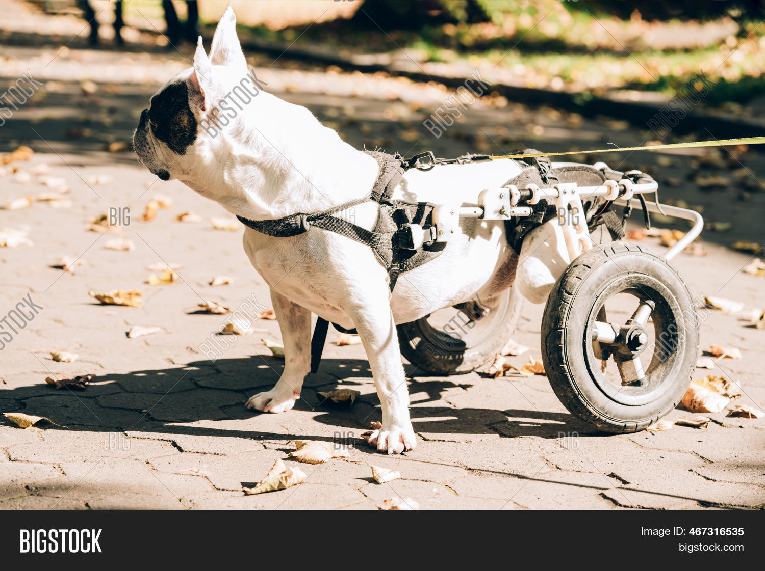 Dog Disabilities On Image & Photo (Free Trial) | Bigstock