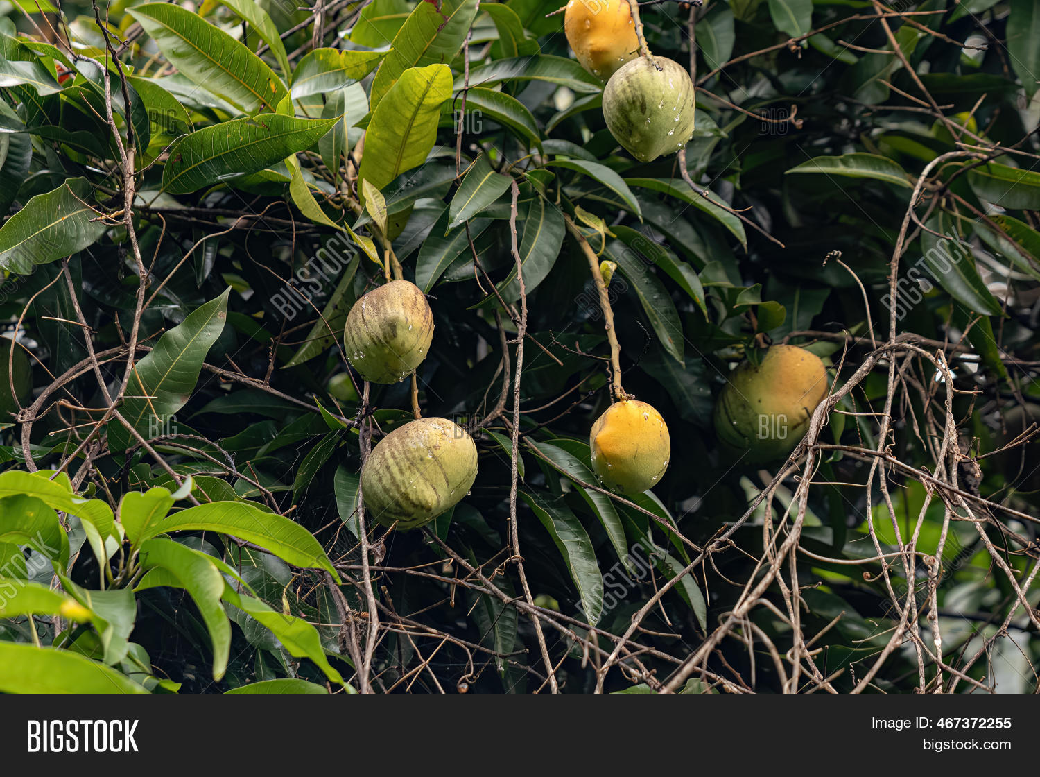 Mango Tree Species Image & Photo (Free Trial) | Bigstock