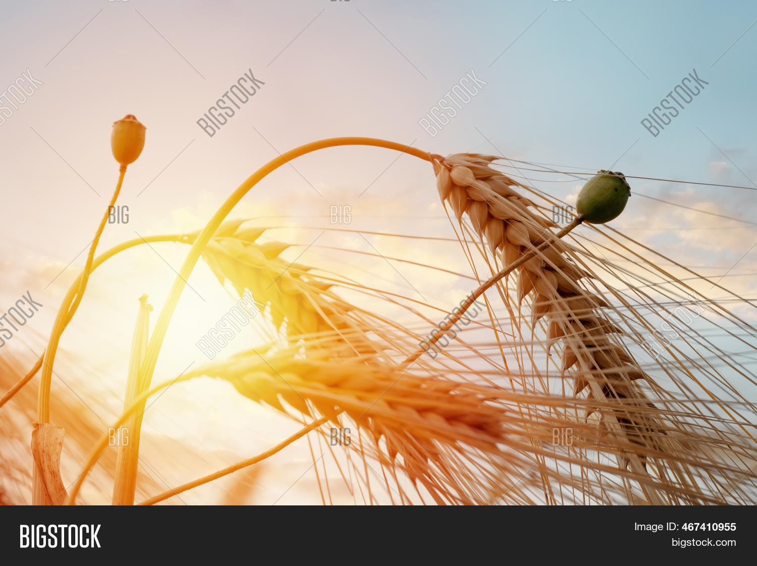 Closeup Tree Ears Image & Photo (Free Trial) | Bigstock