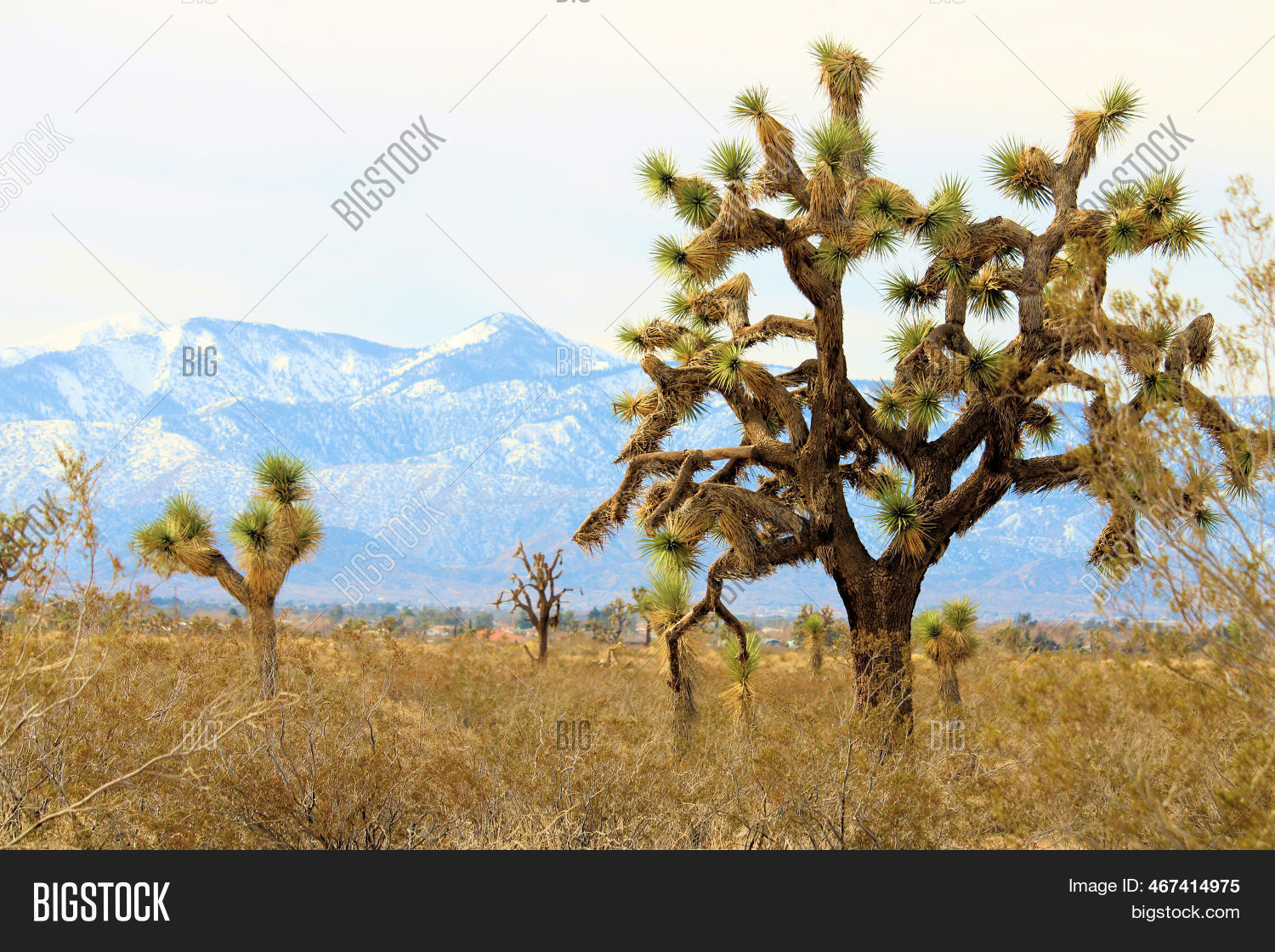 Old Growth Joshua Image & Photo (Free Trial) | Bigstock