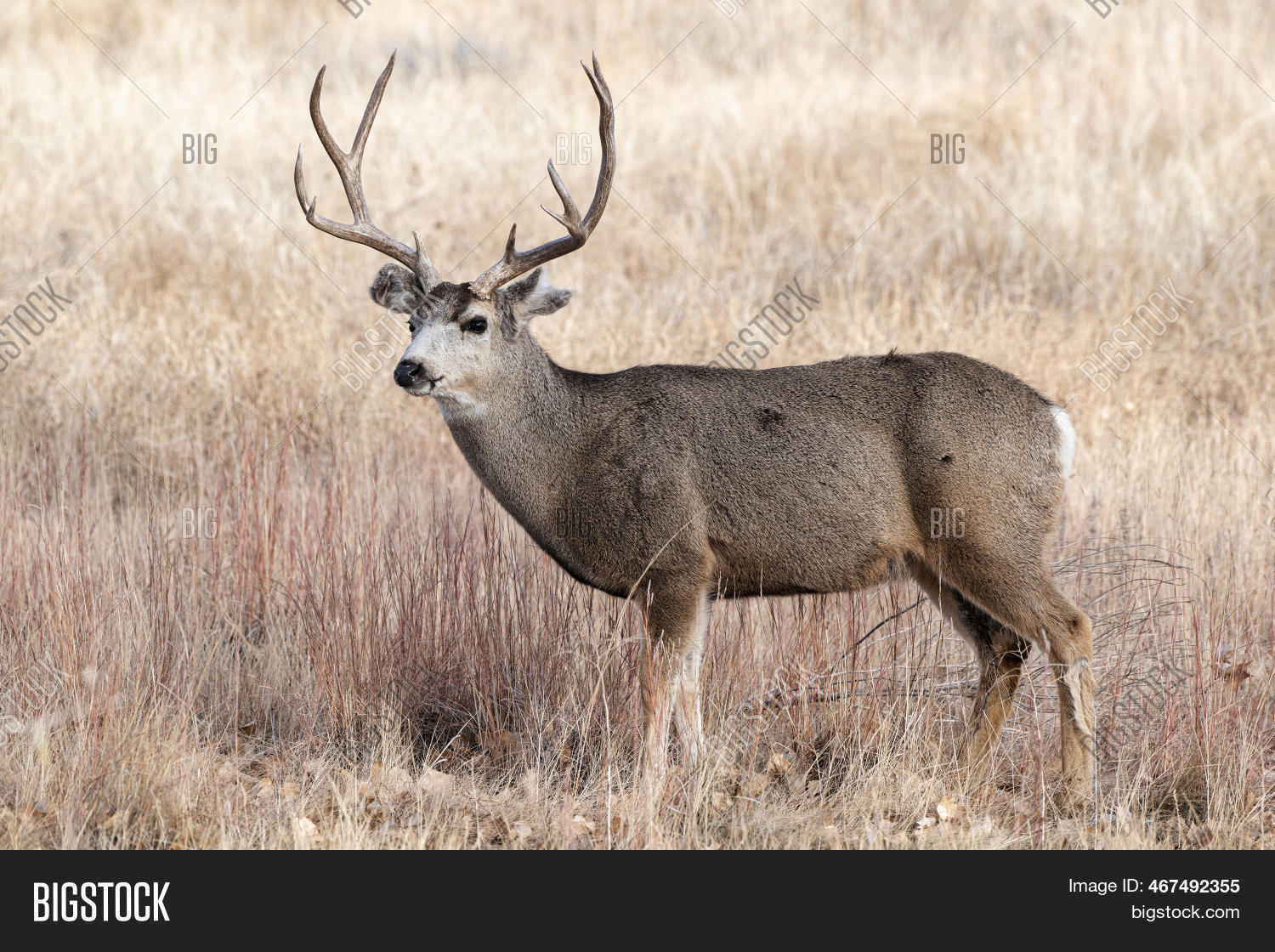 Wildlife Colorado. Image & Photo (Free Trial) | Bigstock