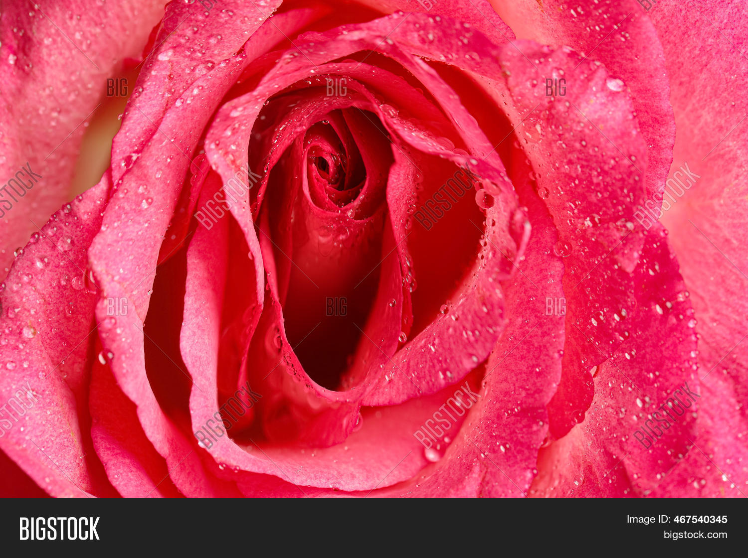 Erotic Metaphor. Rose Image & Photo (Free Trial) | Bigstock