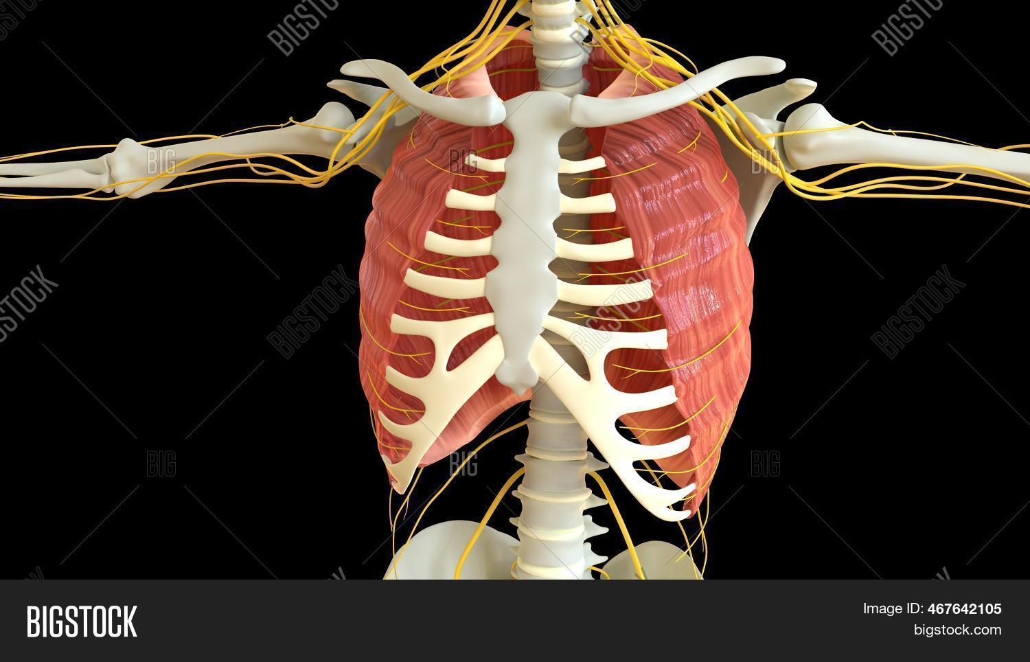 Intercostal Muscle Image & Photo (Free Trial) | Bigstock