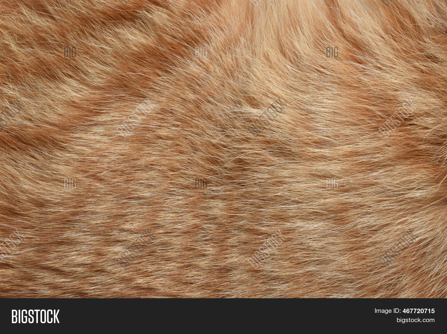 Ginger Cat Fur Texture Image & Photo (Free Trial) | Bigstock