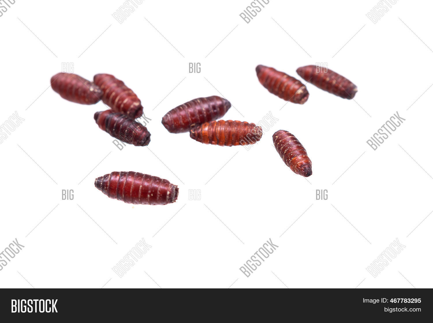 Brown Pupae Fly Larvae Image & Photo (Free Trial) | Bigstock