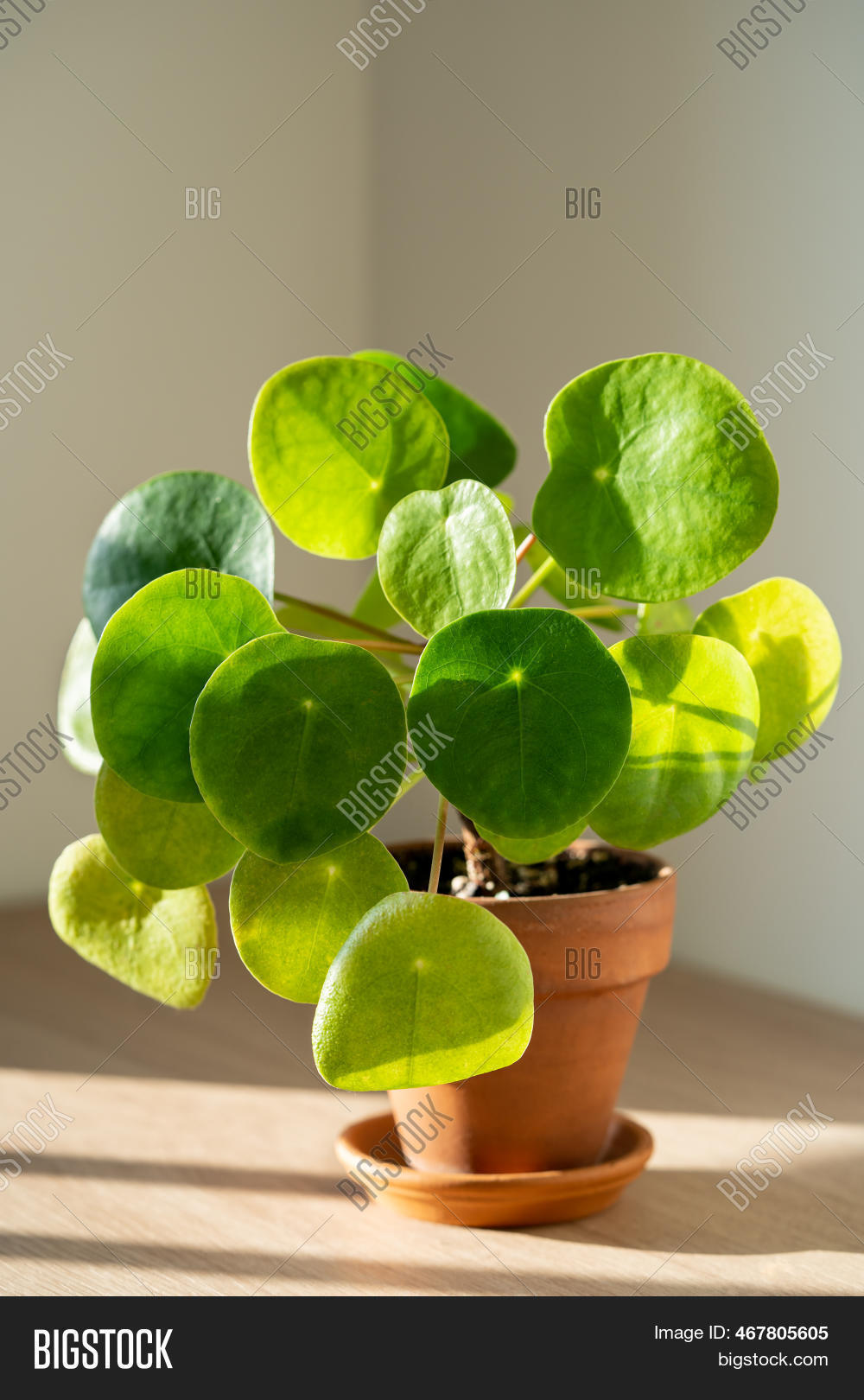 Closeup Pilea Image & Photo (Free Trial) | Bigstock