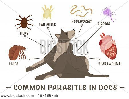 Common Parasites Dogs Vector & Photo (Free Trial) | Bigstock
