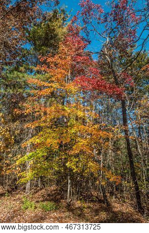 Maple Tree Changing Image & Photo (Free Trial) | Bigstock