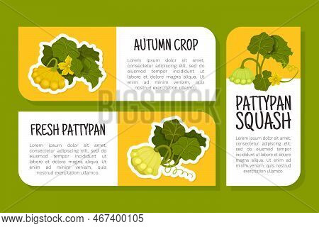 Pattypan Squash Label Vector & Photo (Free Trial) | Bigstock