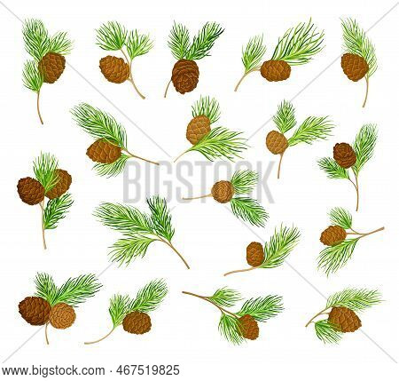Cedar Branch Vector & Photo (Free Trial) | Bigstock