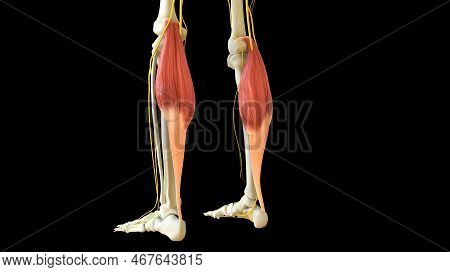 Gastrocnemius Muscle Image & Photo (Free Trial) | Bigstock